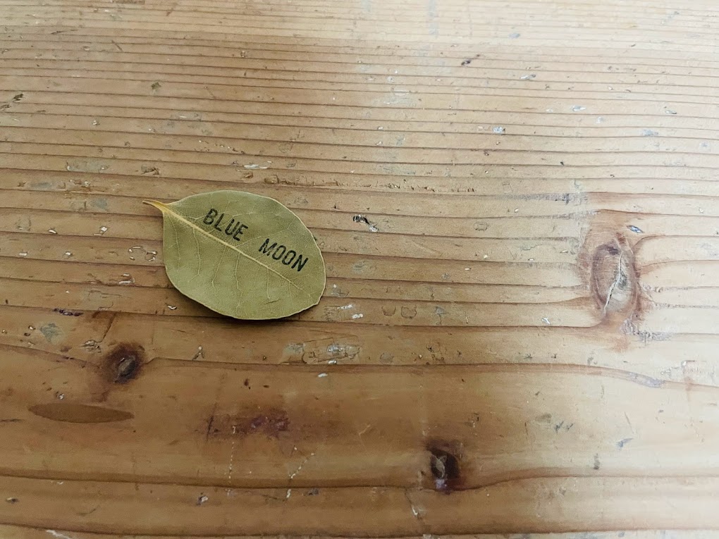 BLUE MOON pattern catalogue